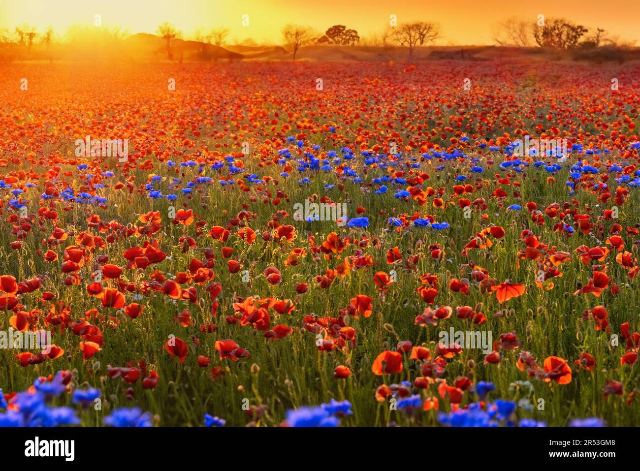 A poppy field at sunset, Denmark Stock Photo - Alamy