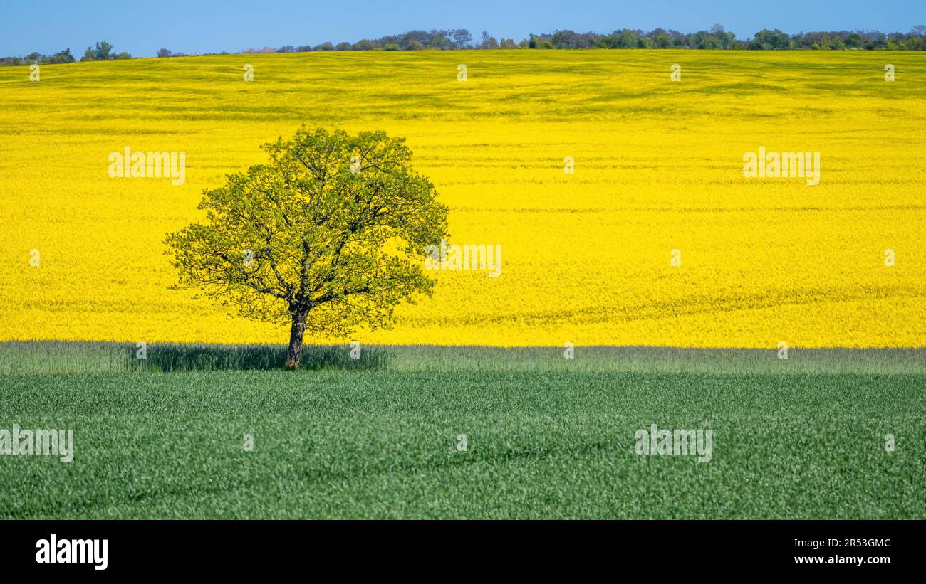 A large canola field, Denmark with a lone oak tree Stock Photo - Alamy