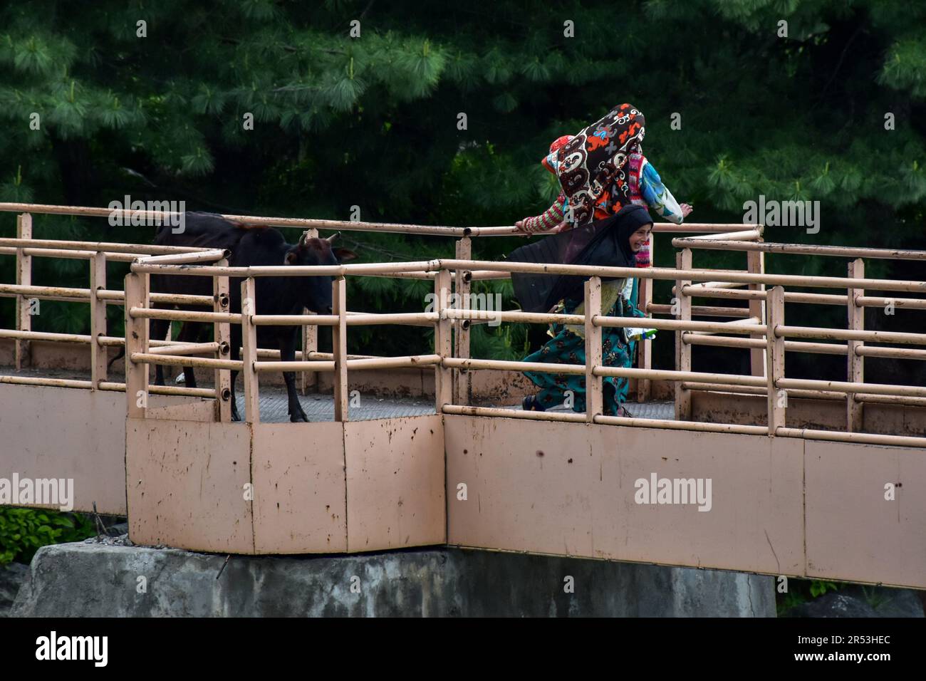 A girl reacts upon seeing a cow on the foot-bridge during a sunny day ...