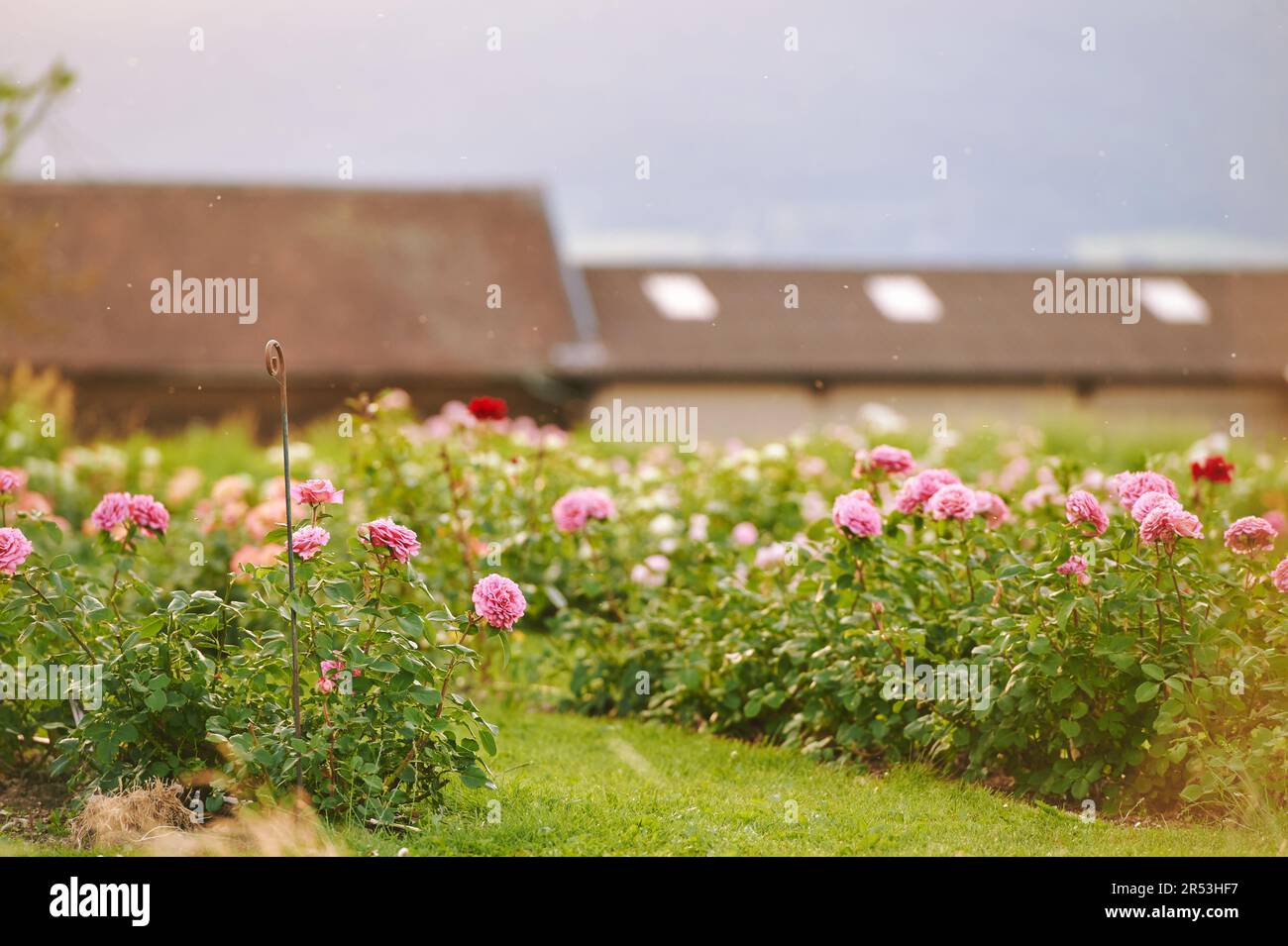 Beautiful summer garden with pink blooming roses at sunset Stock Photo ...
