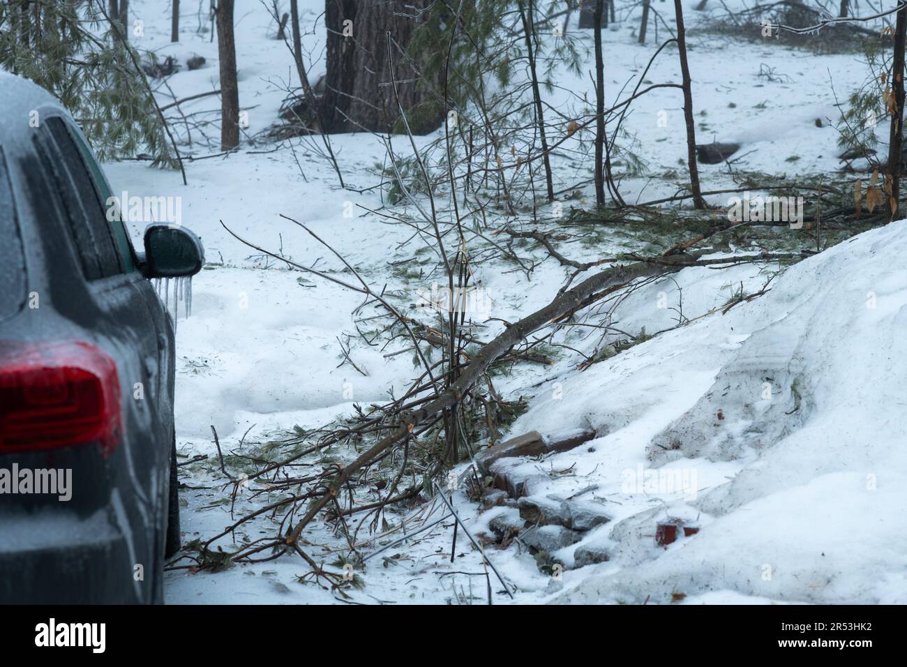 Ice covered fallen branch next to car during ice storm Stock Photo - Alamy