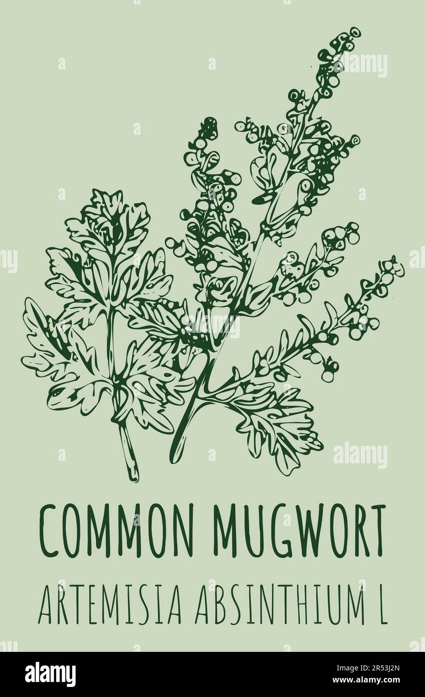 Drawings COMMON MUGWORT. Hand drawn illustration. Latin name ARTEMISIA ...
