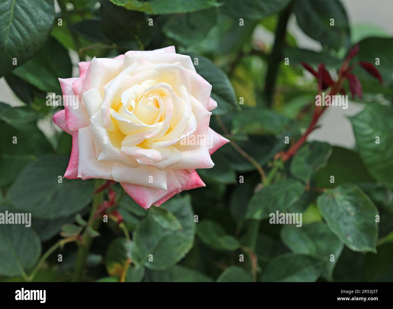 Rose at farm hi-res stock photography and images - Alamy
