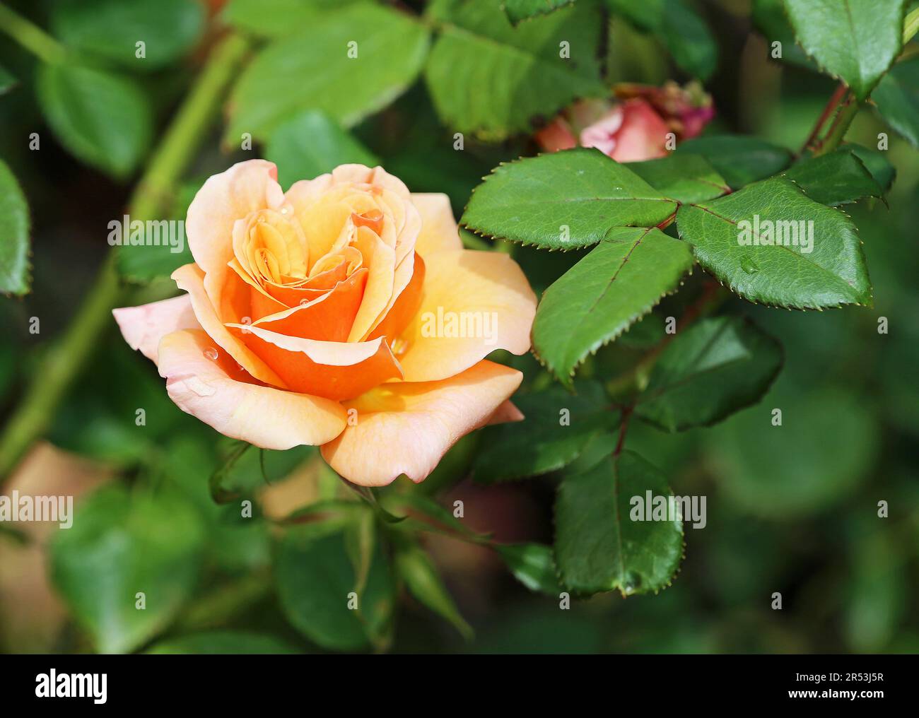 Blue rose farm hi-res stock photography and images - Alamy