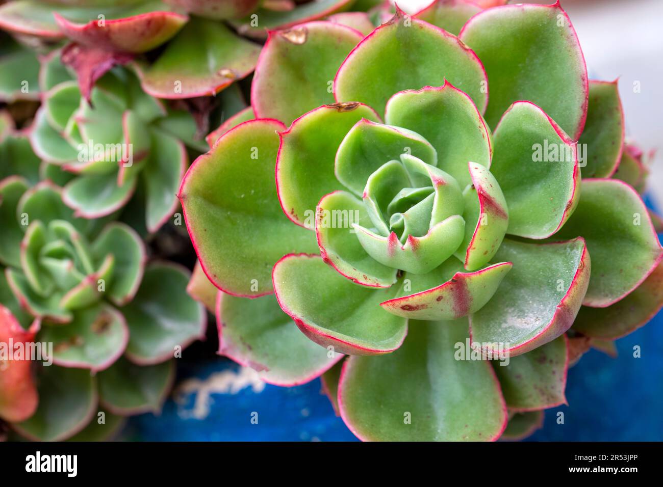 Echeveria secunda Crassulaceae plant. Glaucous Echeveria Stock Photo - Alamy