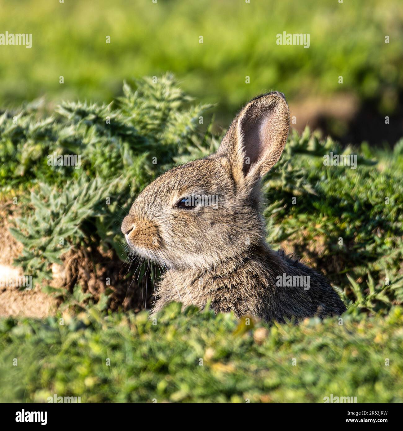 European rabbit, Common rabbit, Bunny, Oryctolagus cuniculus sitting on ...