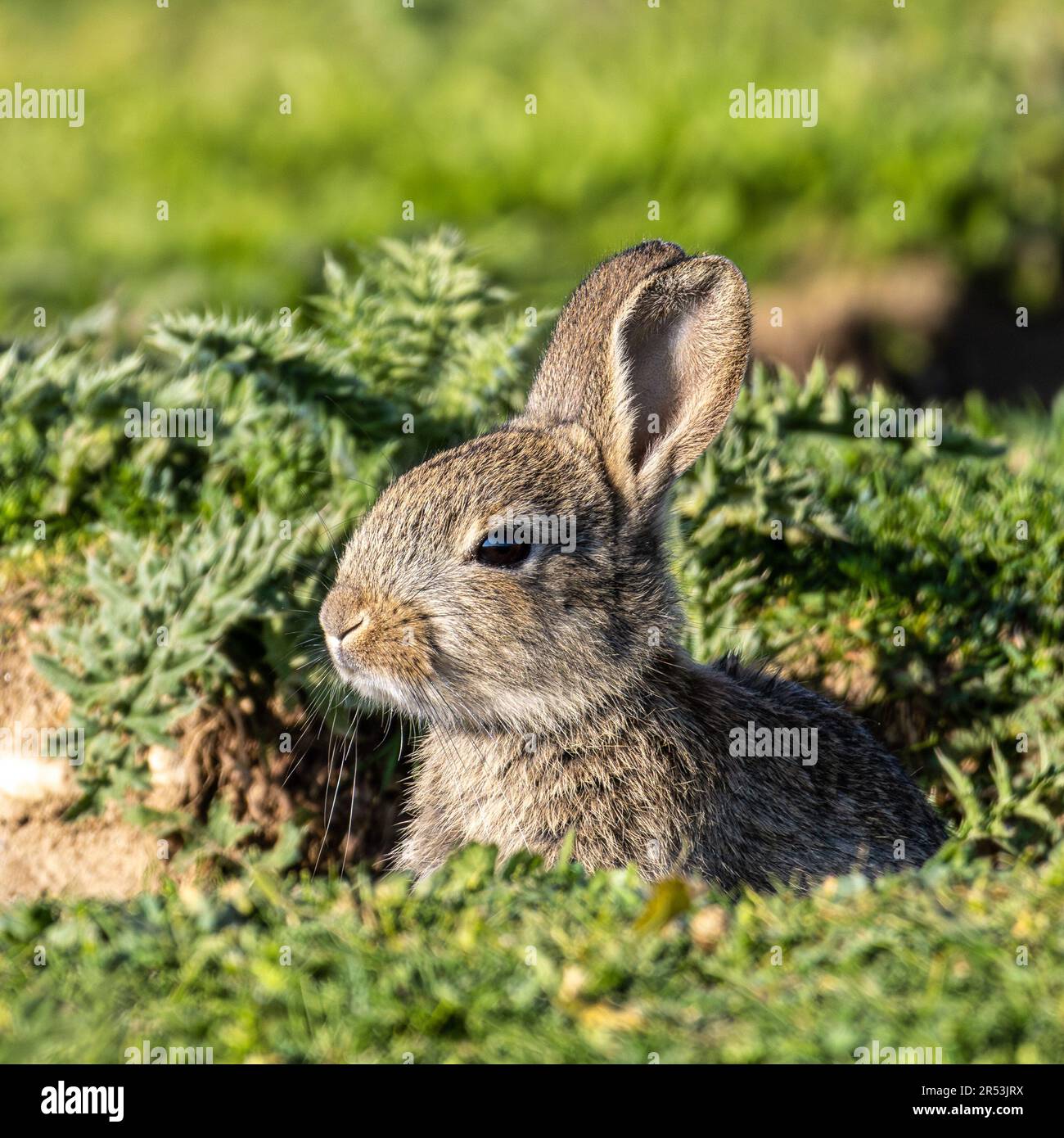 European rabbit, Common rabbit, Bunny, Oryctolagus cuniculus sitting on ...