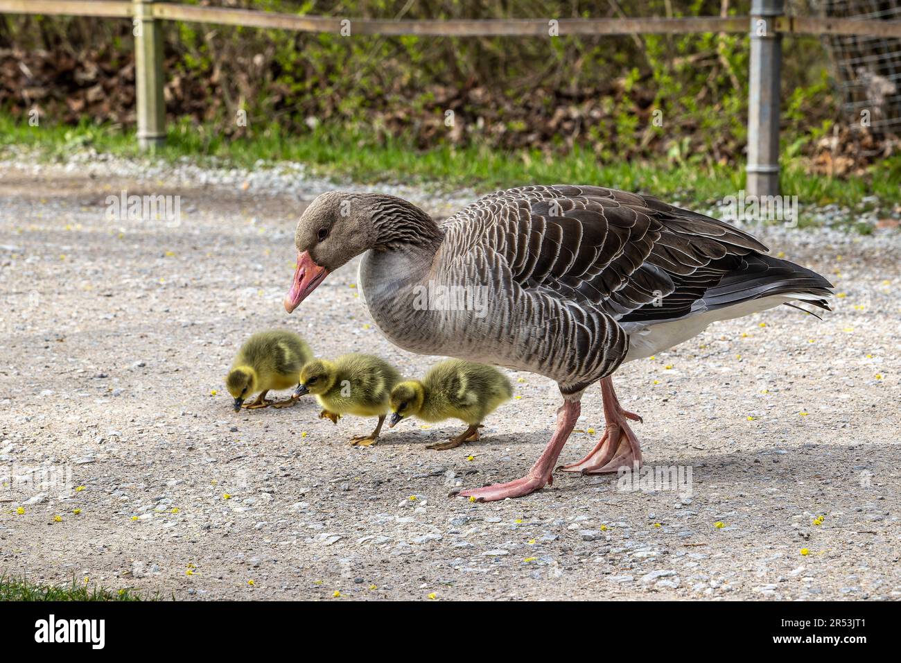 Family of greylag geese with small babies. The greylag goose, Anser ...