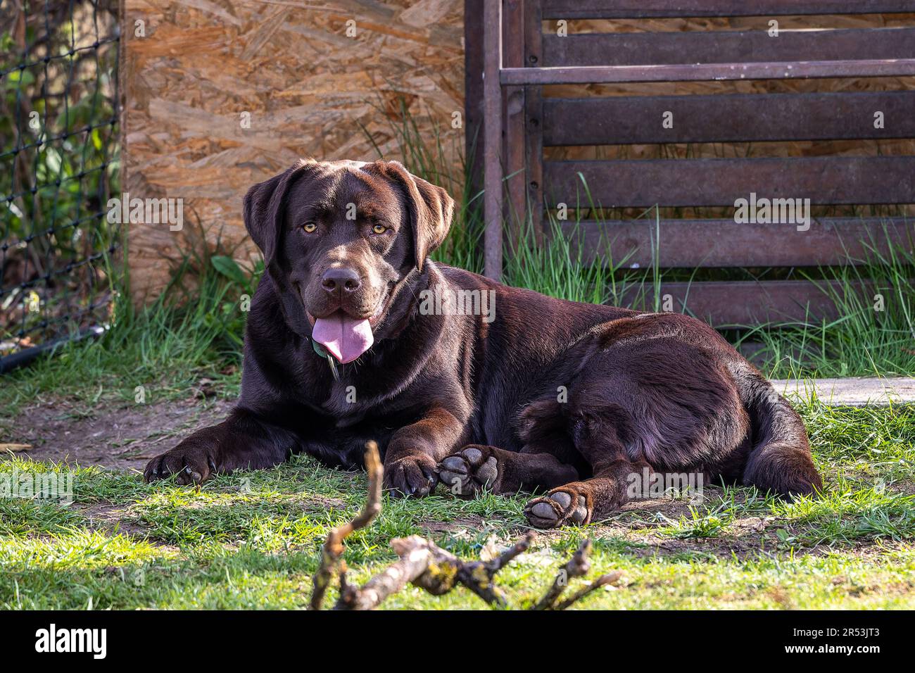 Labrador retriever, Canis lupus familiaris on a grass field. Healthy ...
