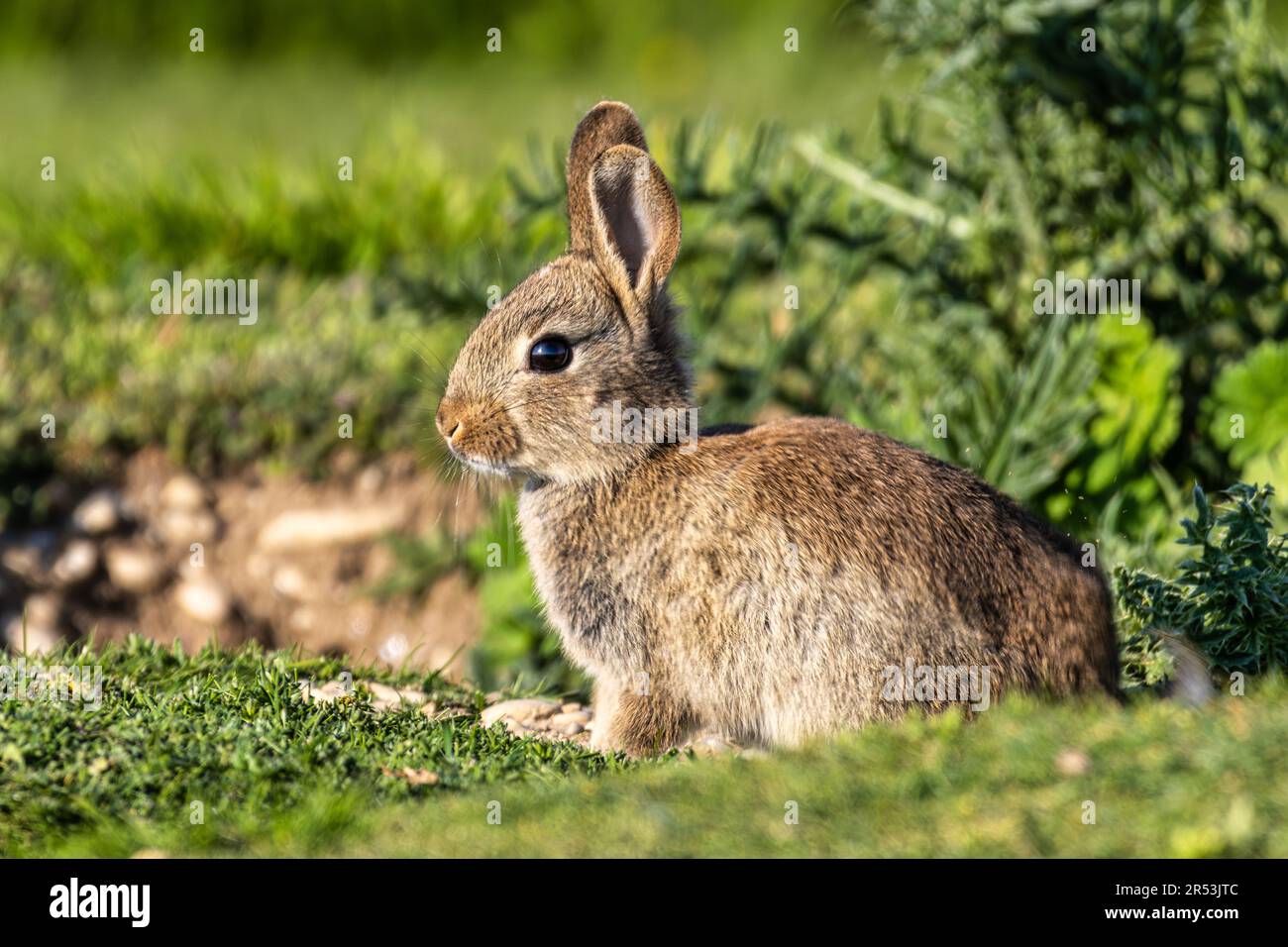 European rabbit, Common rabbit, Bunny, Oryctolagus cuniculus sitting on ...
