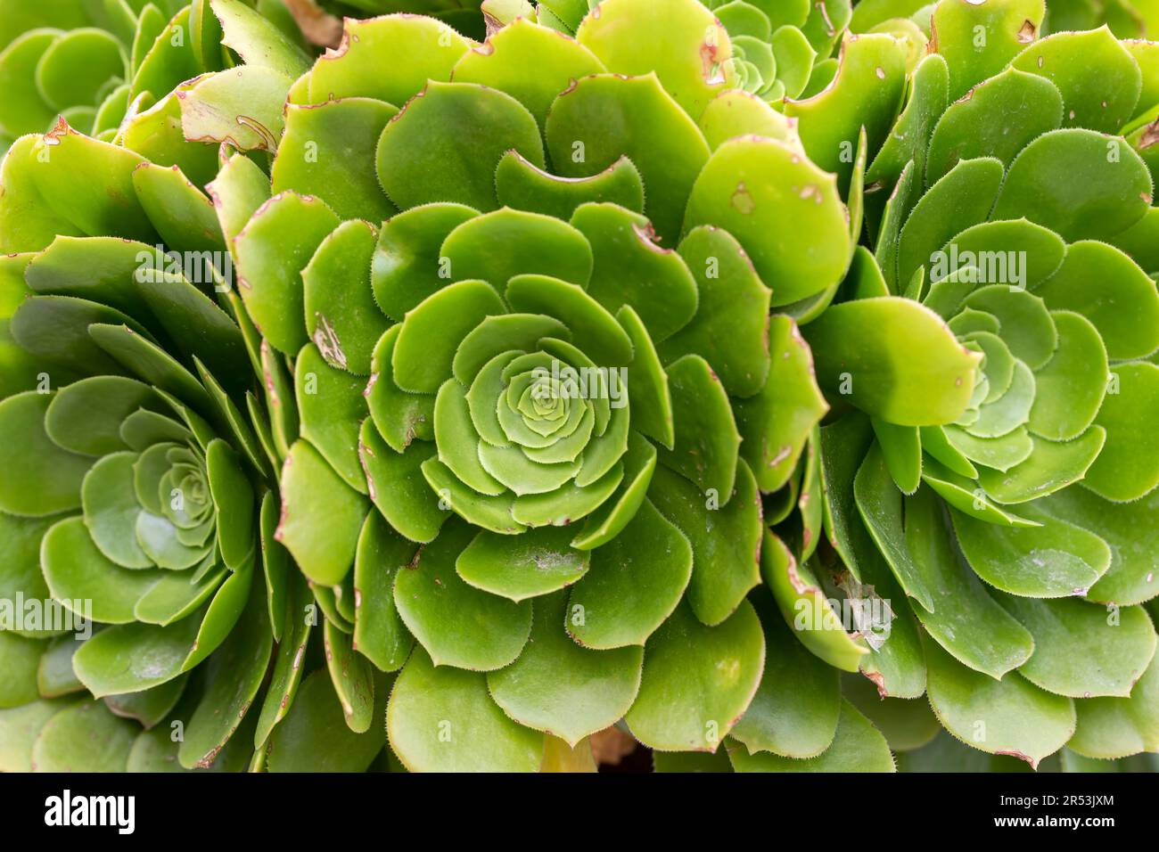 Irish rose hi-res stock photography and images - Alamy