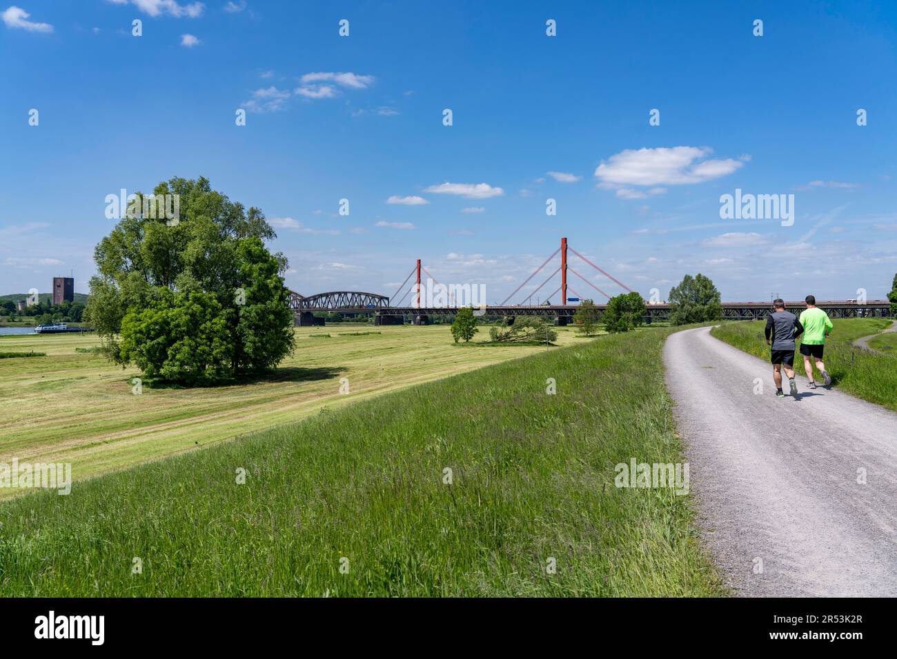 Rhine meadows near Duisburg-Beeckerwerth, footpath, cycle path on the ...