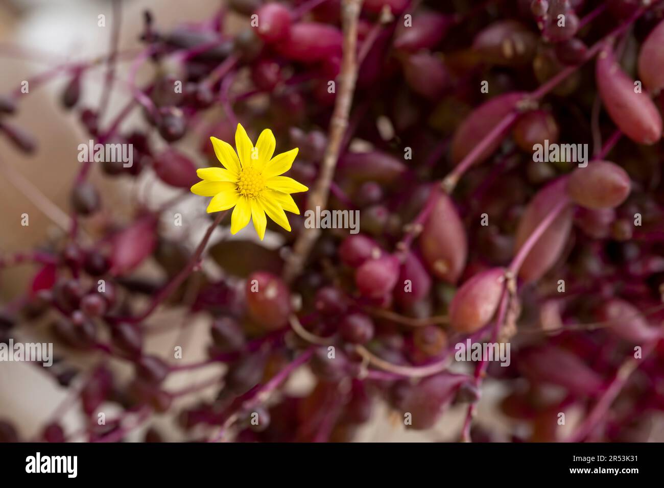 Othonna capensis 'Ruby Necklace', succulent plant Stock Photo - Alamy