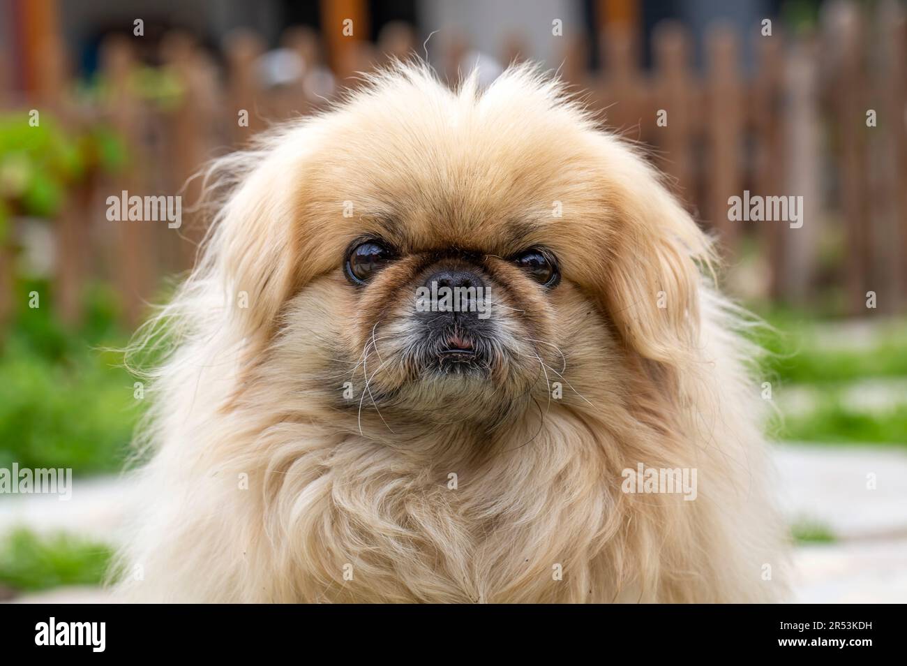 Pekingese long haired hi-res stock photography and images - Alamy