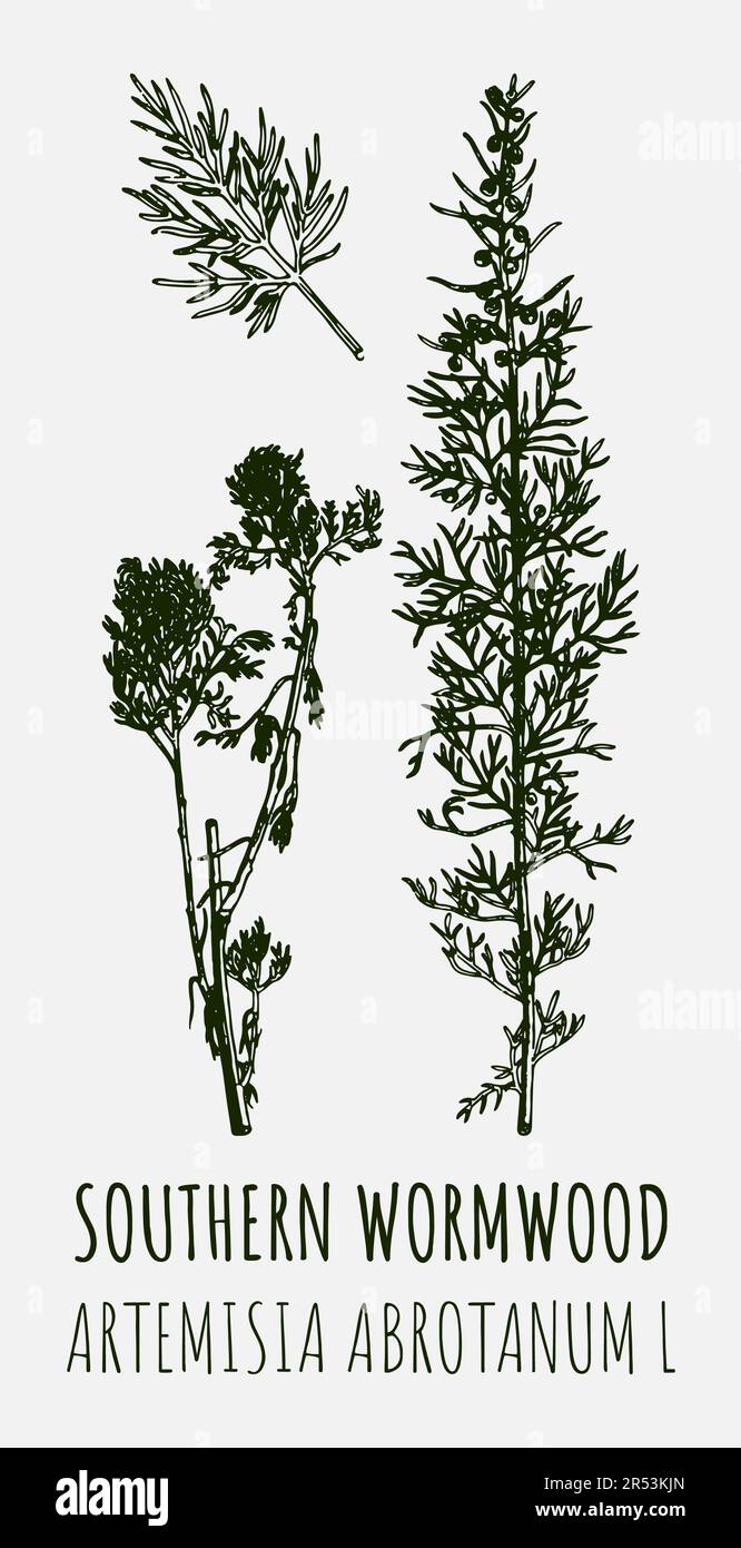 Flower name latin label hi-res stock photography and images - Alamy