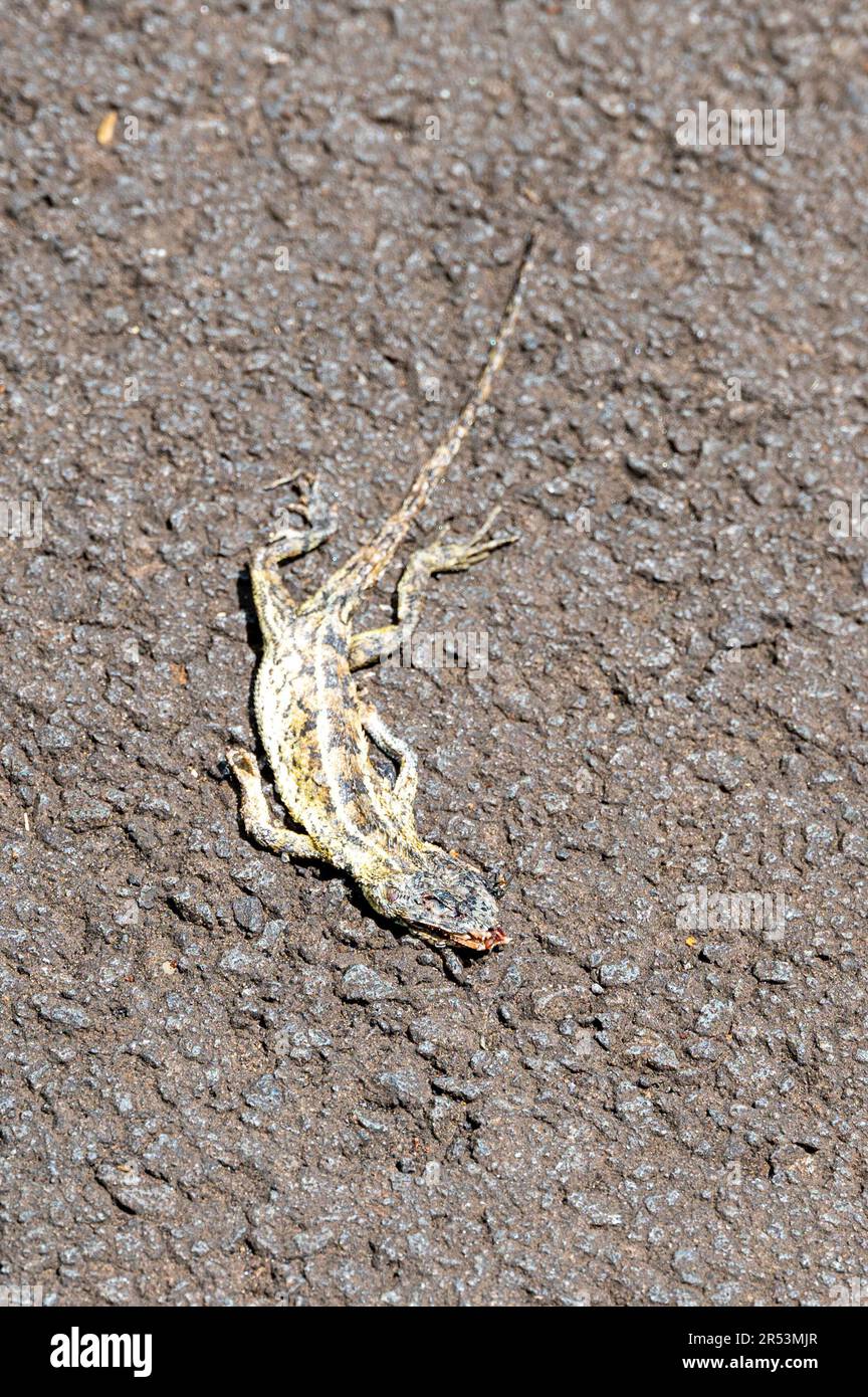 Mauritius lizard hi-res stock photography and images - Alamy