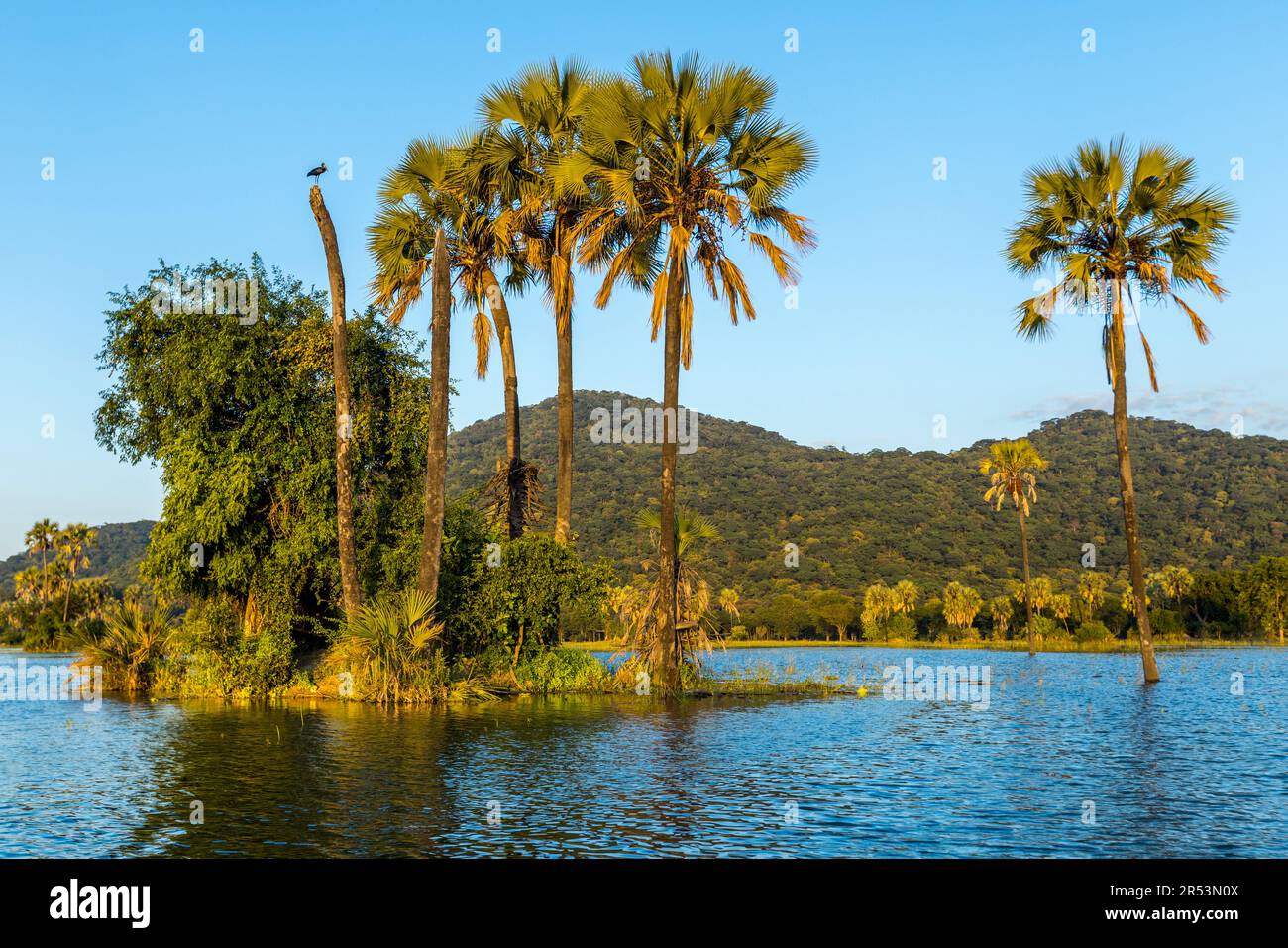 Evening atmosphere on the Shire River. Liwonde National Park, Malawi ...