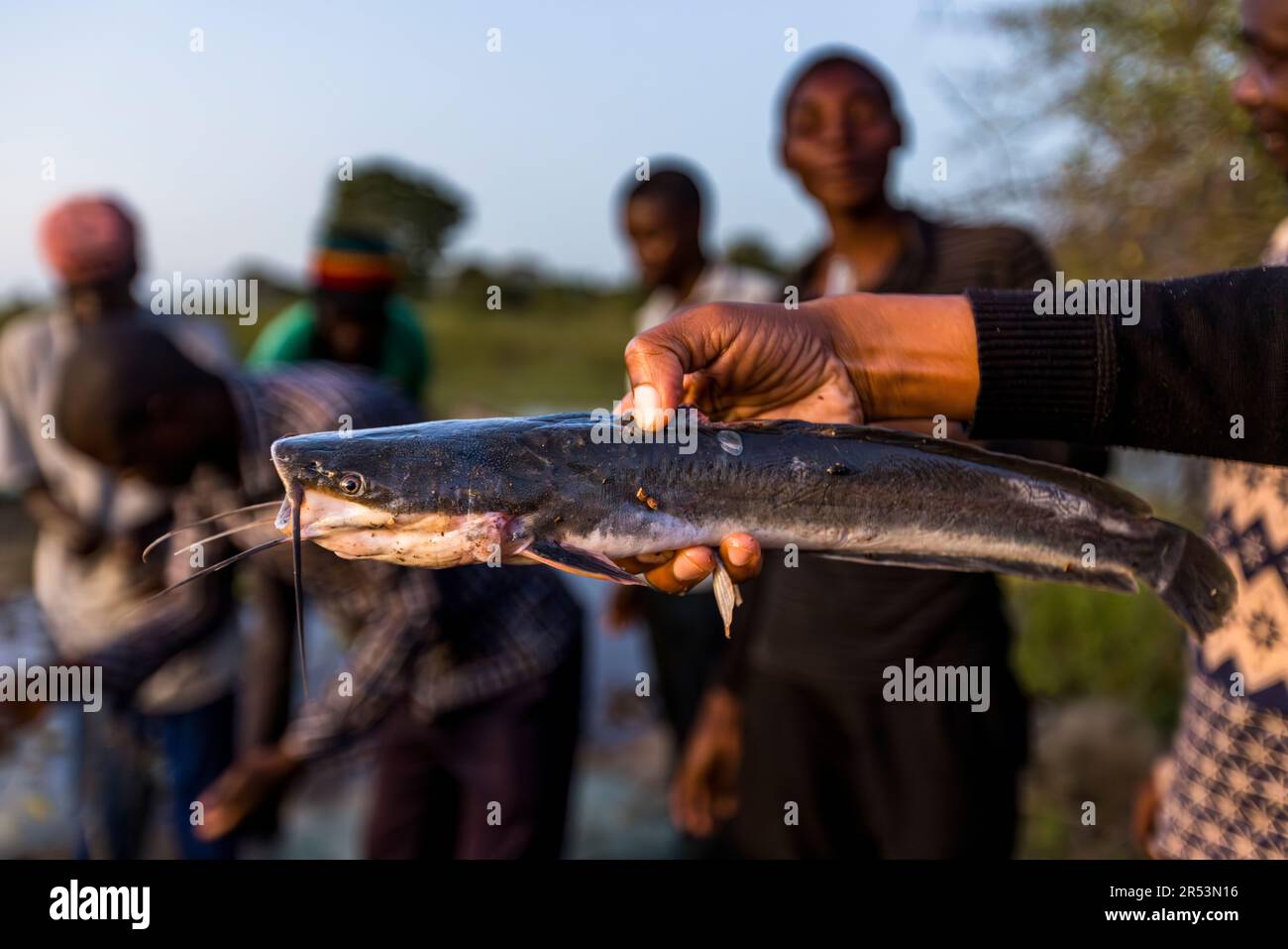 Fish purchase directly from the boat on the Shire River. Liwonde ...
