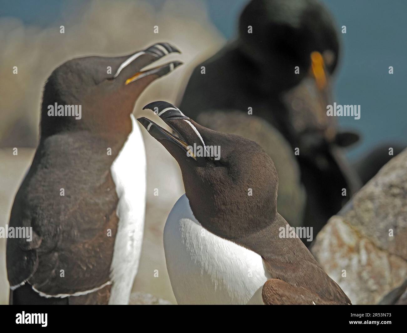 pair of razorbills, razor-billed auk or lesser auk (Alca torda ...
