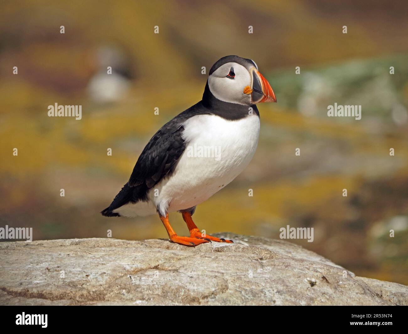 portrait of single Atlantic Puffin (Fratercula arctica) with yellow ...