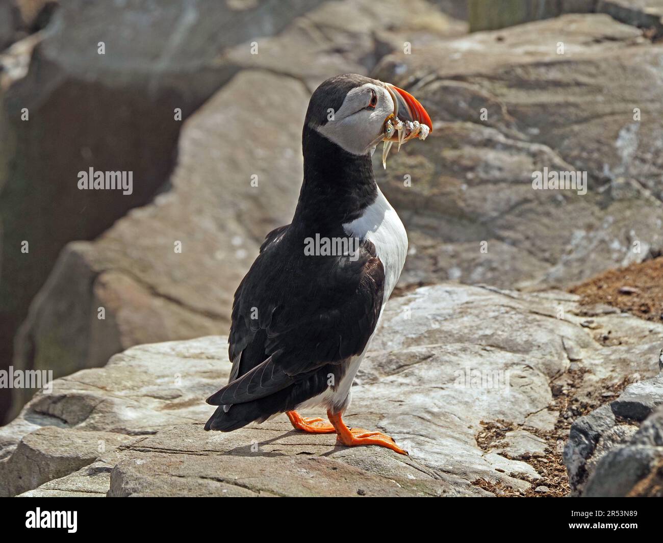 single Atlantic Puffin (Fratercula arctica) with beak full of captured ...