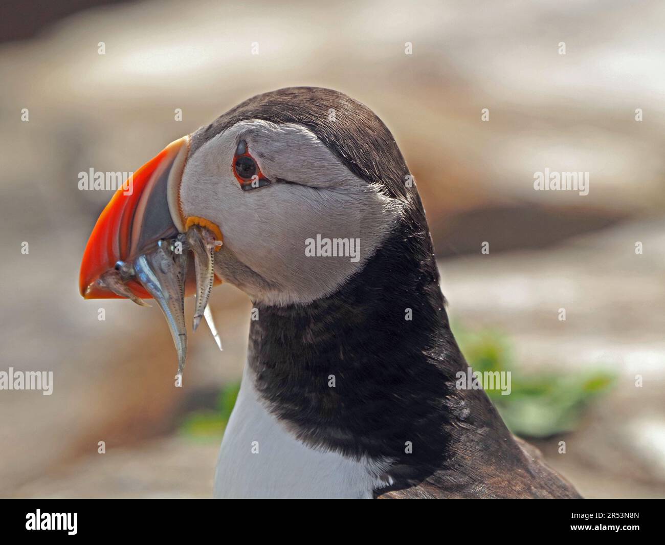 close-up profile image of Atlantic Puffin (Fratercula arctica) with ...