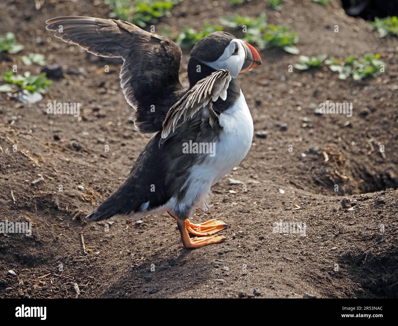 single Atlantic Puffin (Fratercula arctica) with wings spread among ...
