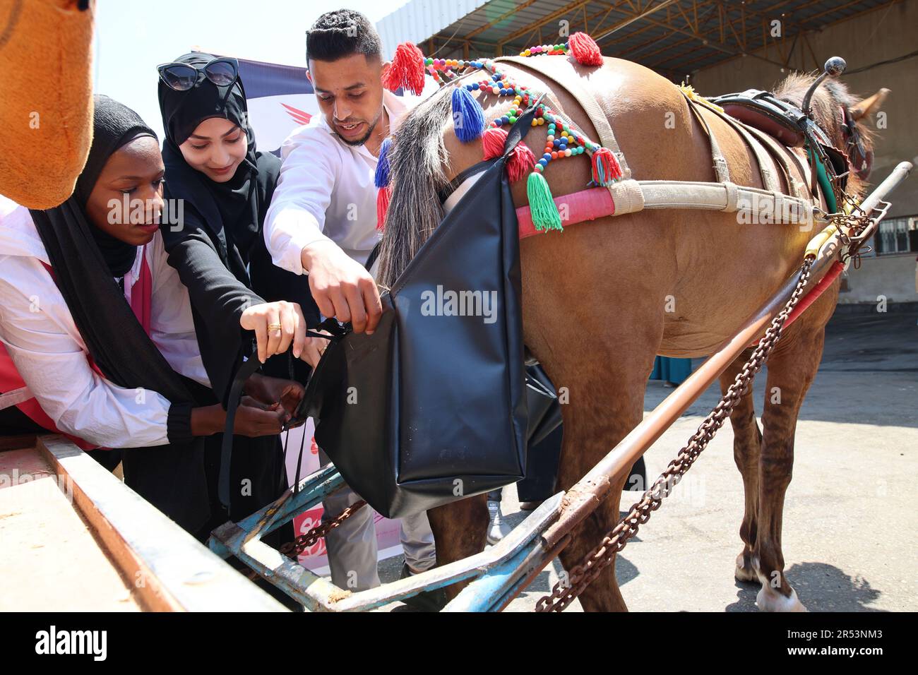 Palestinian activists put diapers for a horse as they conduct the ...