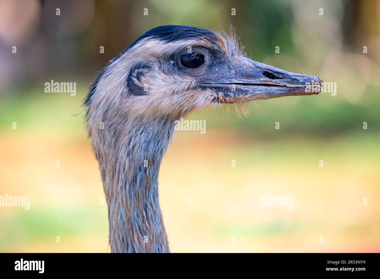 Beautiful Ema or Greater Rhea (Rhea americana) in the Brazilian wetland Stock Photo - Alamy