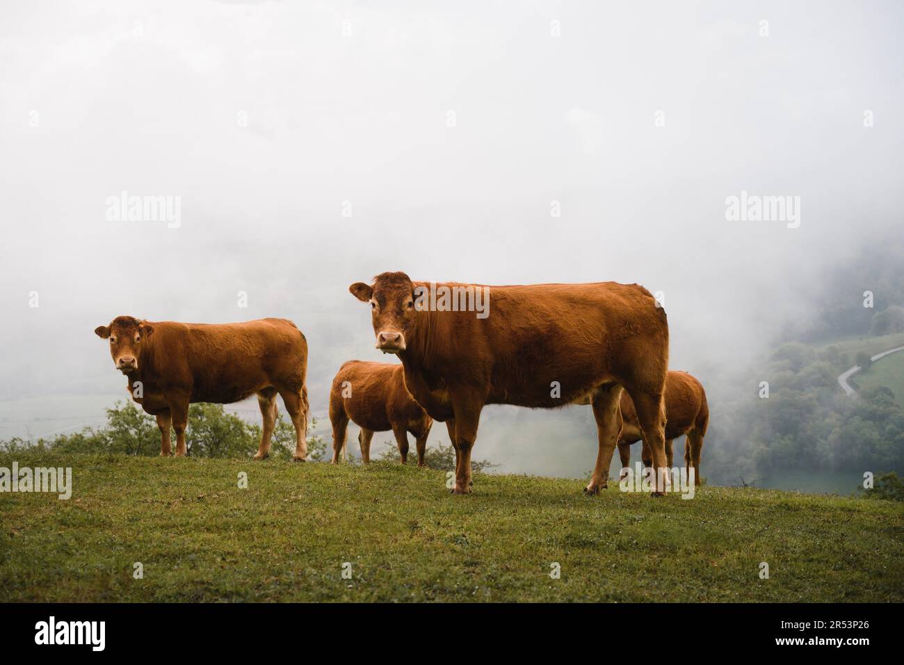cattle in the green mountains of Amurrio in the valley of ayala, Alava ...