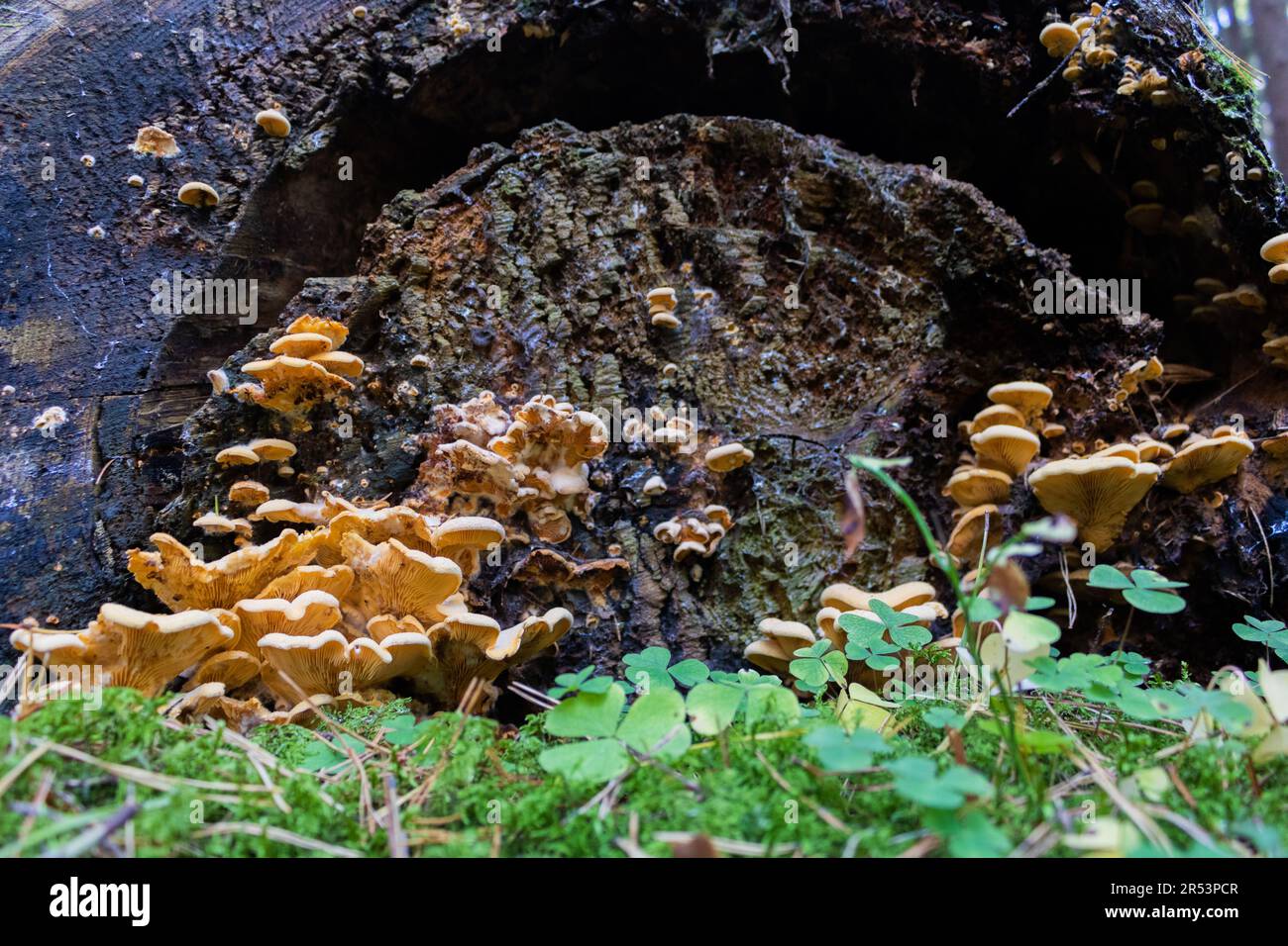 Rotten log with mushrooms in the forest Stock Photo - Alamy