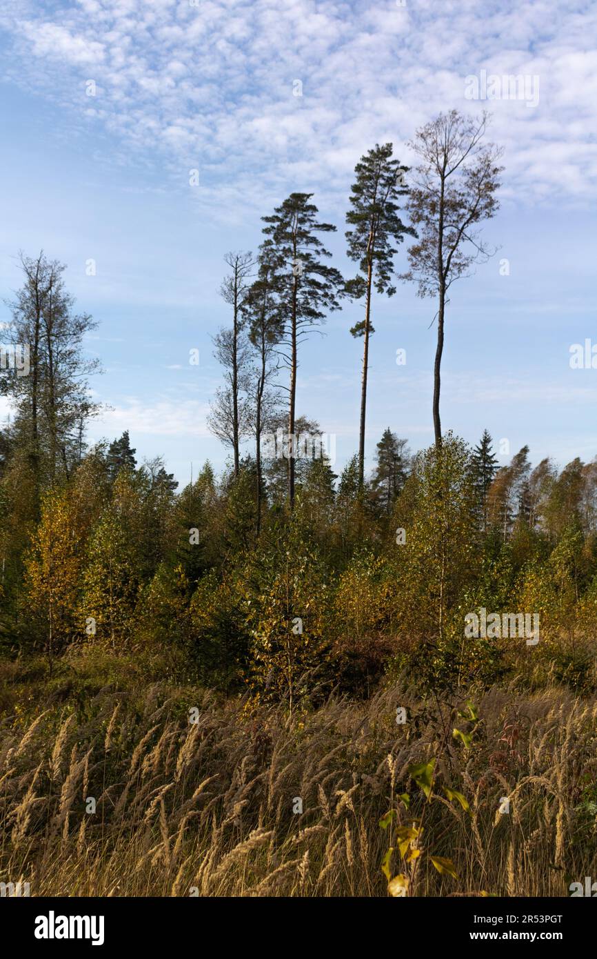 Northern forest. Sunny day bright sky. Tallgrass young forest. Tall ...