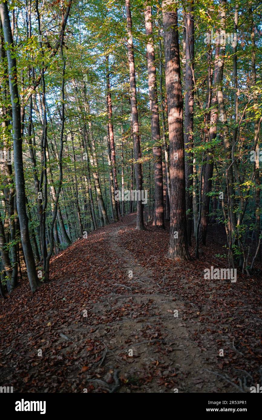 Pine forest with beautiful pathway. Sunshine shining through the leaves ...