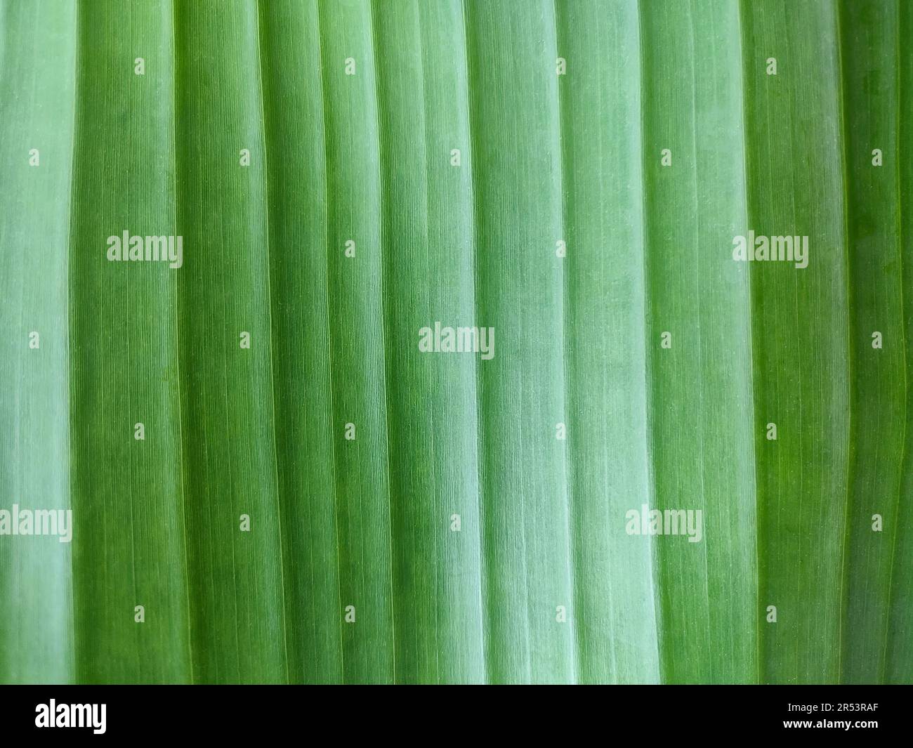 Texture of background of exotic green leaf with vertical lines, close ...