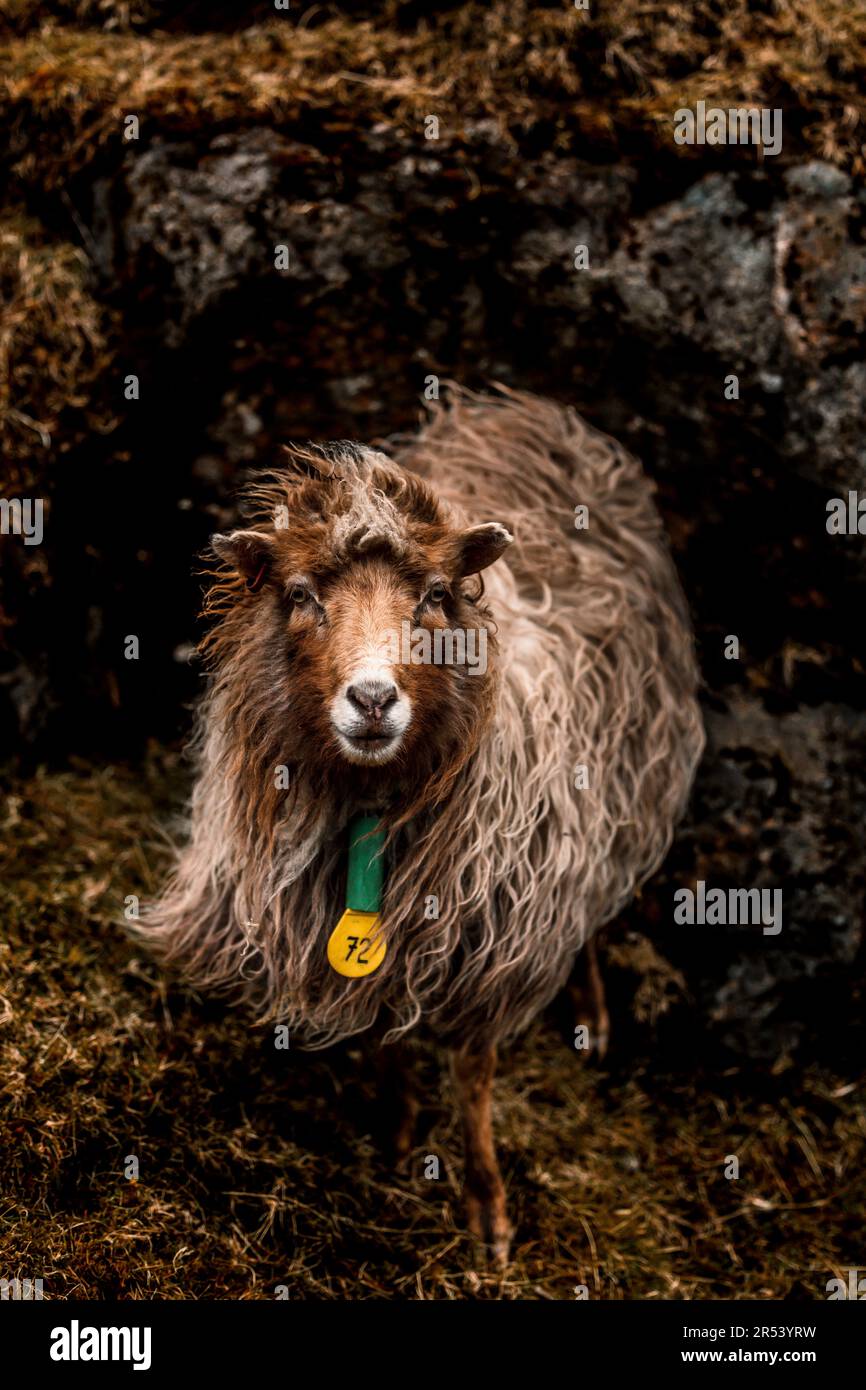 The Faroe island Sheep Stock Photo - Alamy