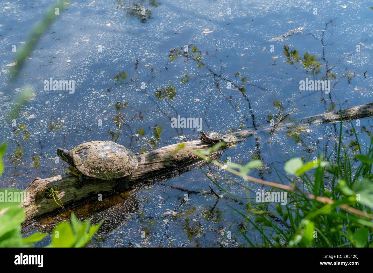 Adult and juvenile red eared slider turtles on a log in a pond Stock ...