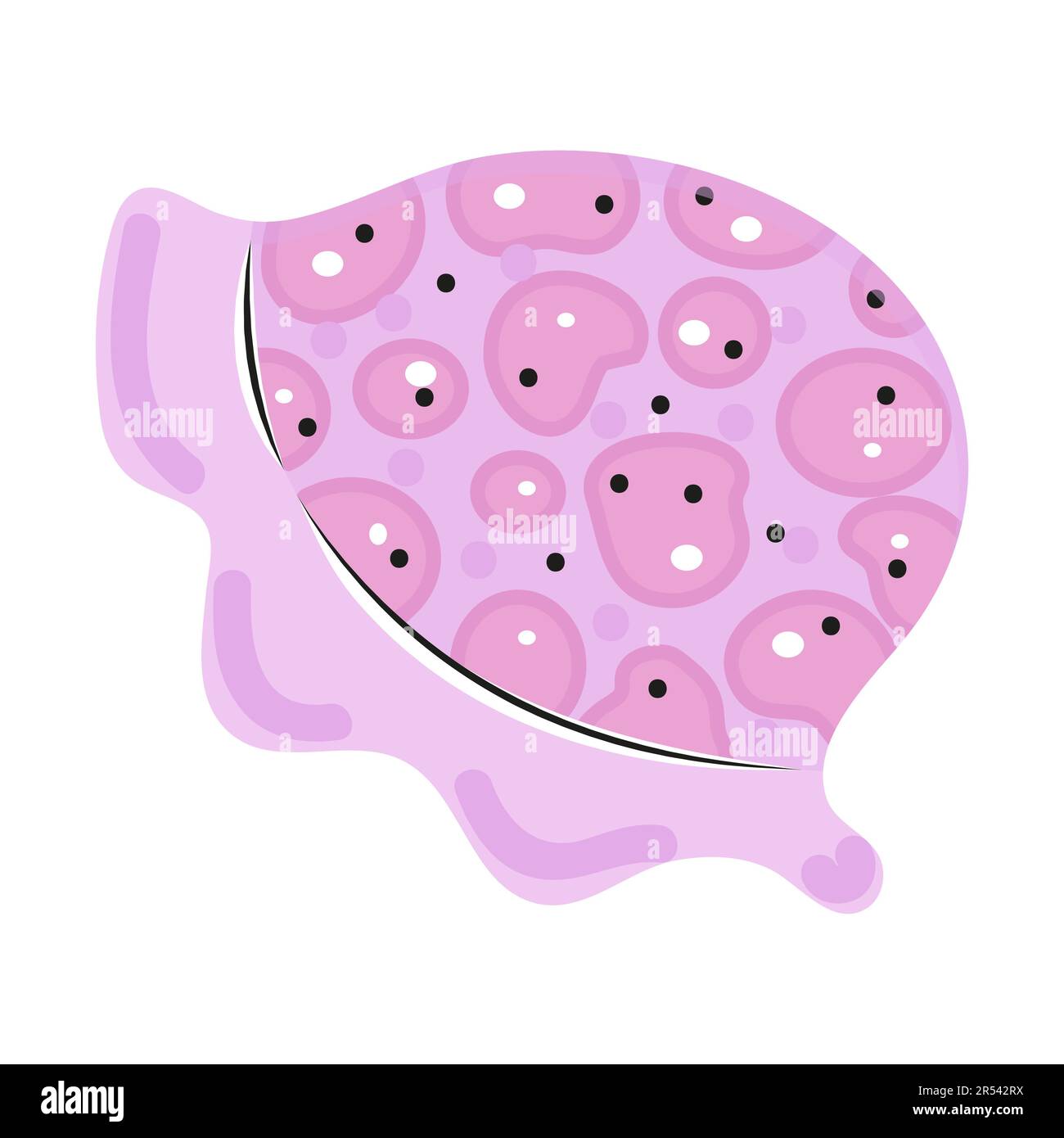 Rief Stock Vector Images - Alamy