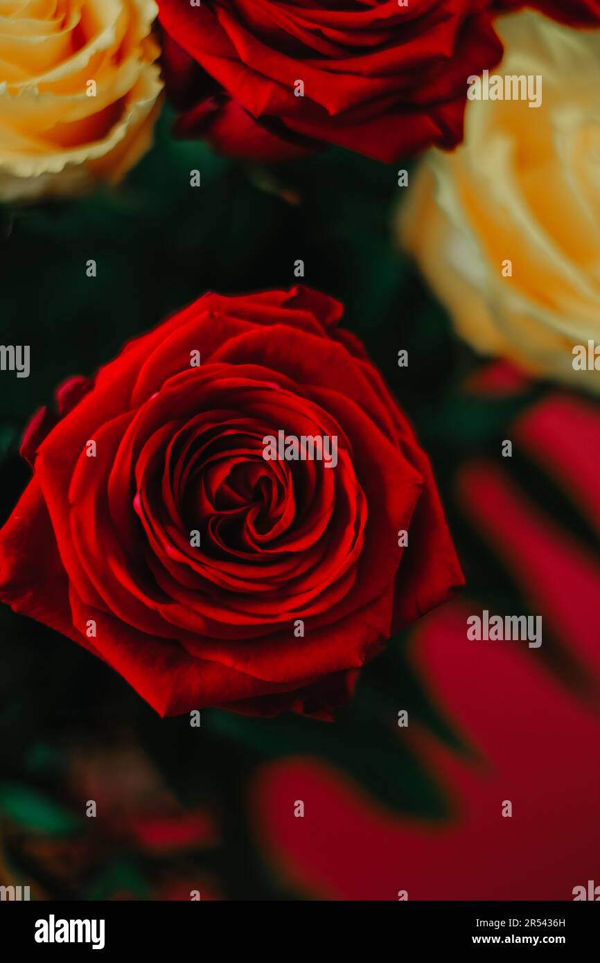 Red and yellow roses background . Beautiful floral background.Texture ...