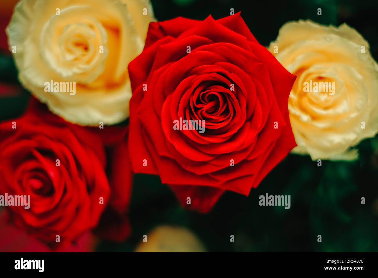 roses background . Beautiful floral background.rose flowers. Red and ...