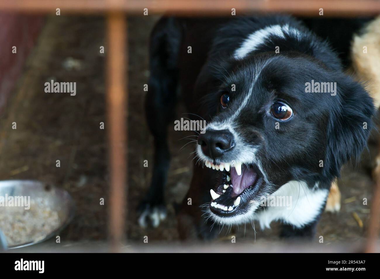 25.05.2023. Russia. Moscow. Keeping stray dogs in the shelter "Domashny ...