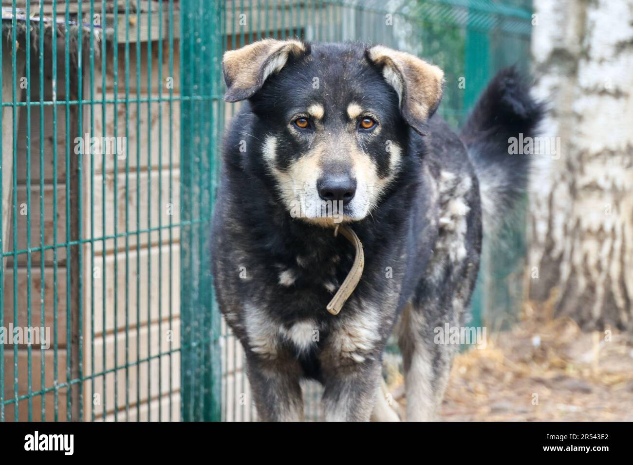 25.05.2023. Russia. Moscow. Keeping stray dogs in the shelter "Domashny ...