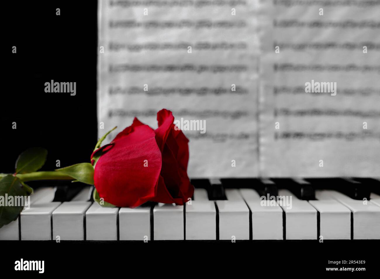 Beautiful red rose and musical notes on piano, space for text Stock ...