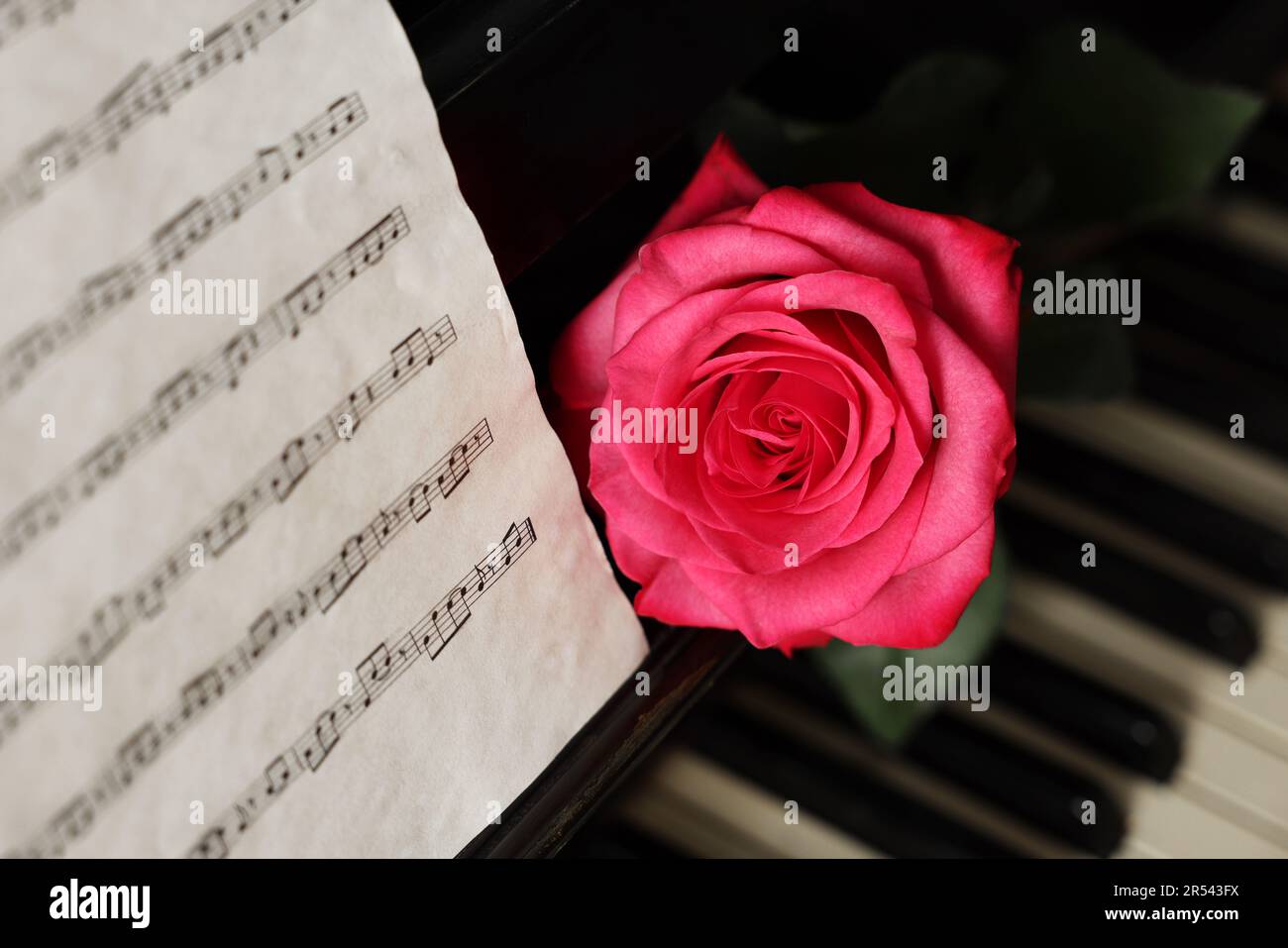 Beautiful pink rose and musical notes on piano, closeup Stock Photo - Alamy