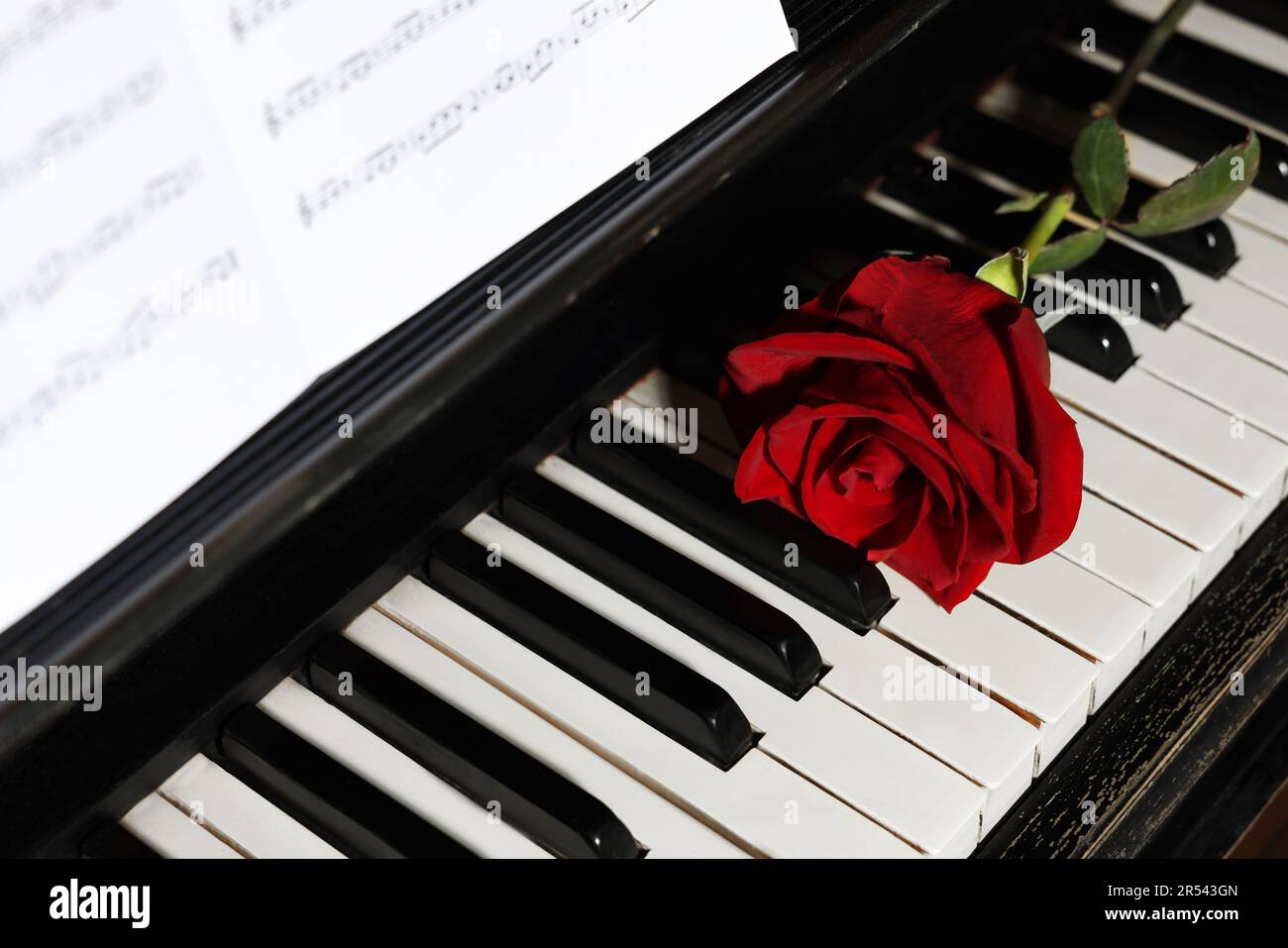 Beautiful red rose and musical notes on piano, closeup Stock Photo - Alamy