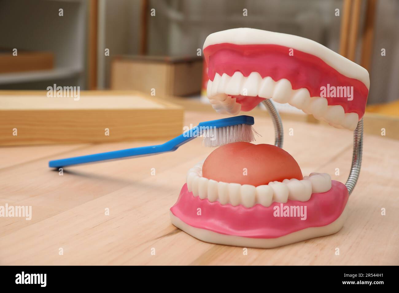 Model of oral cavity with teeth, tongue and brush on wooden table in ...