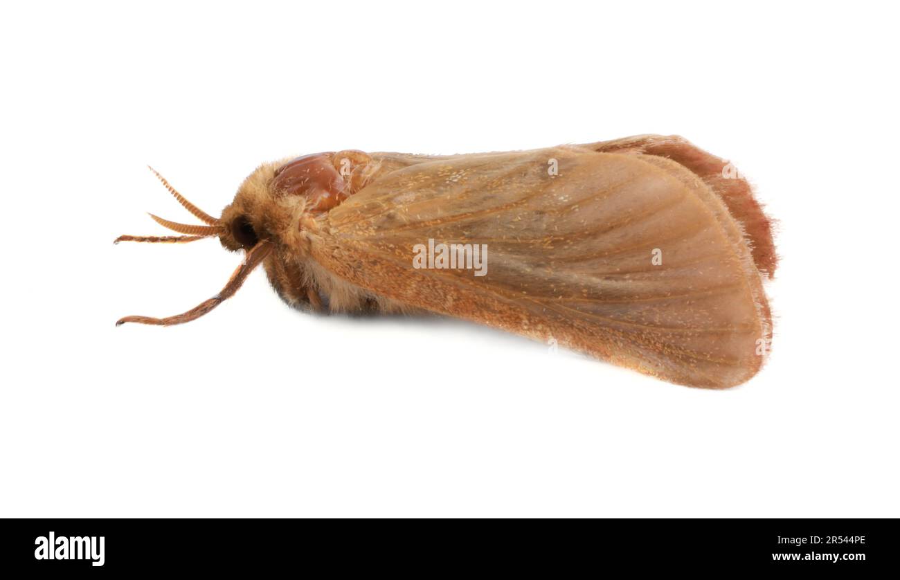 Brown common clothing moth isolated on white Stock Photo - Alamy