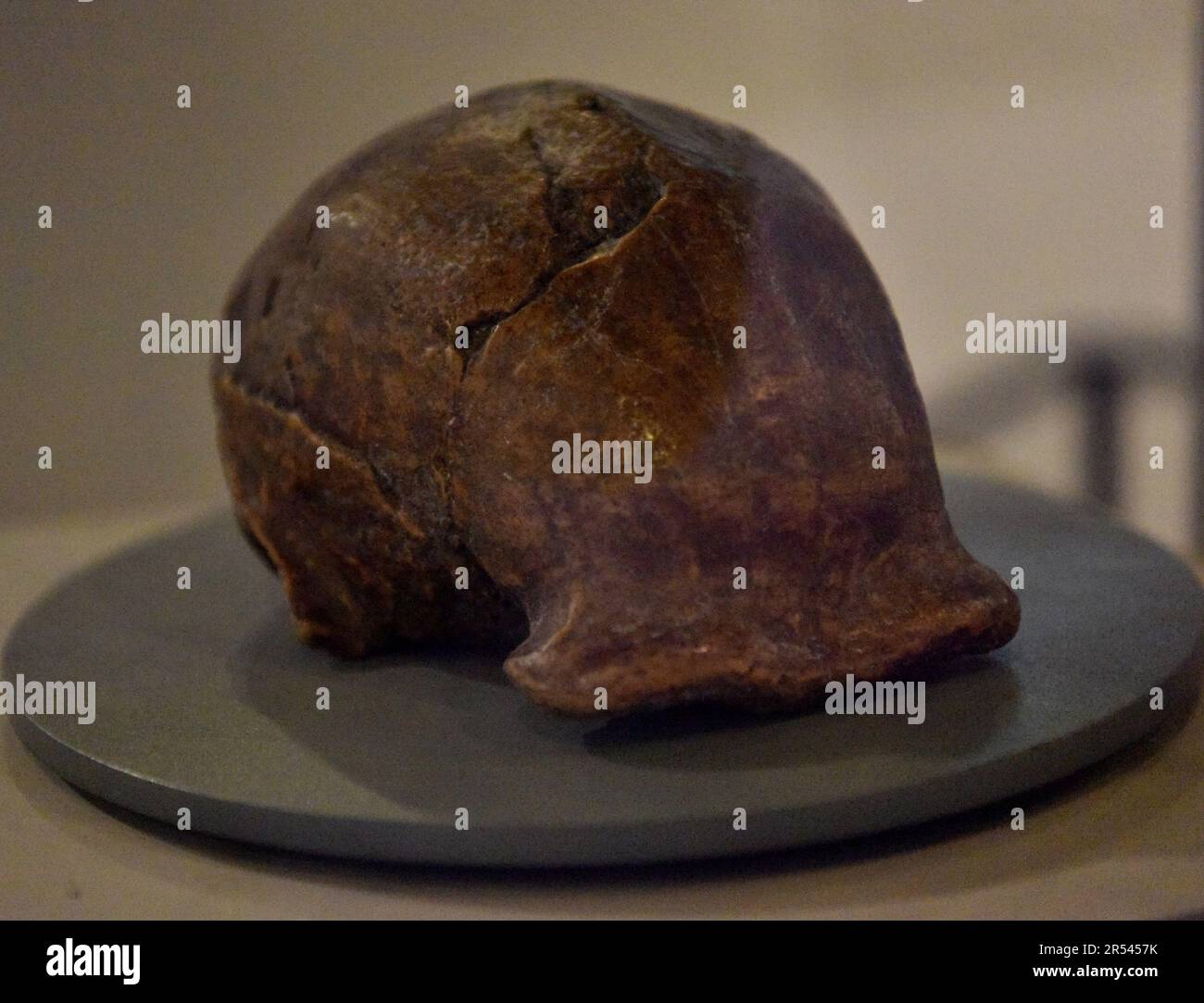 BEIJING, CHINA - MAY 31, 2023 - The fossilized skull of "Peking Man" is ...