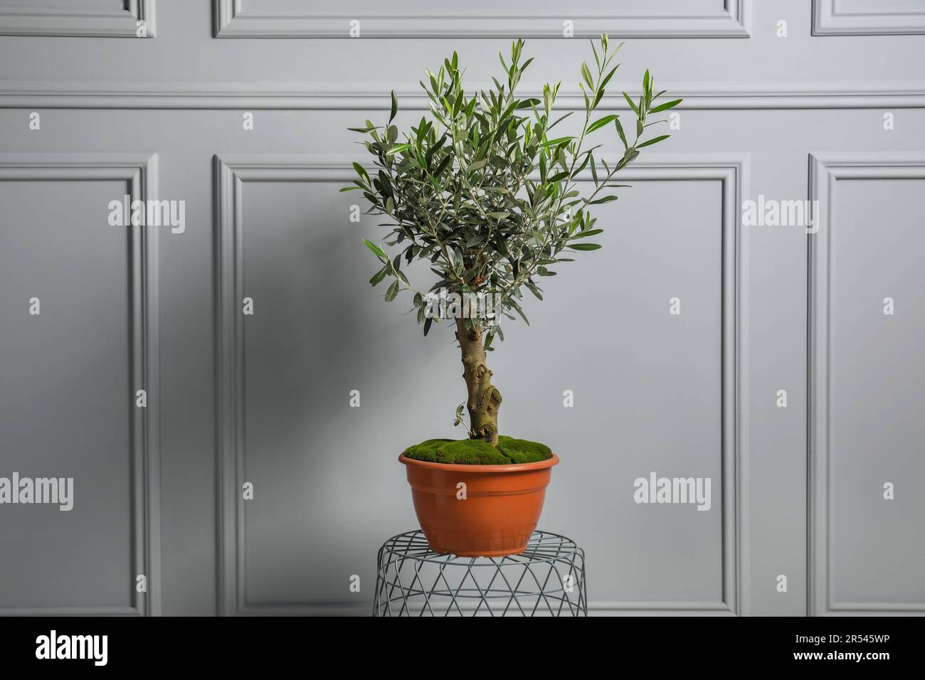 Olive tree in pot hi-res stock photography and images - Alamy