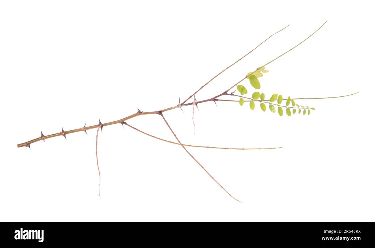 Branch with thorns leaves Cut Out Stock Images & Pictures - Alamy