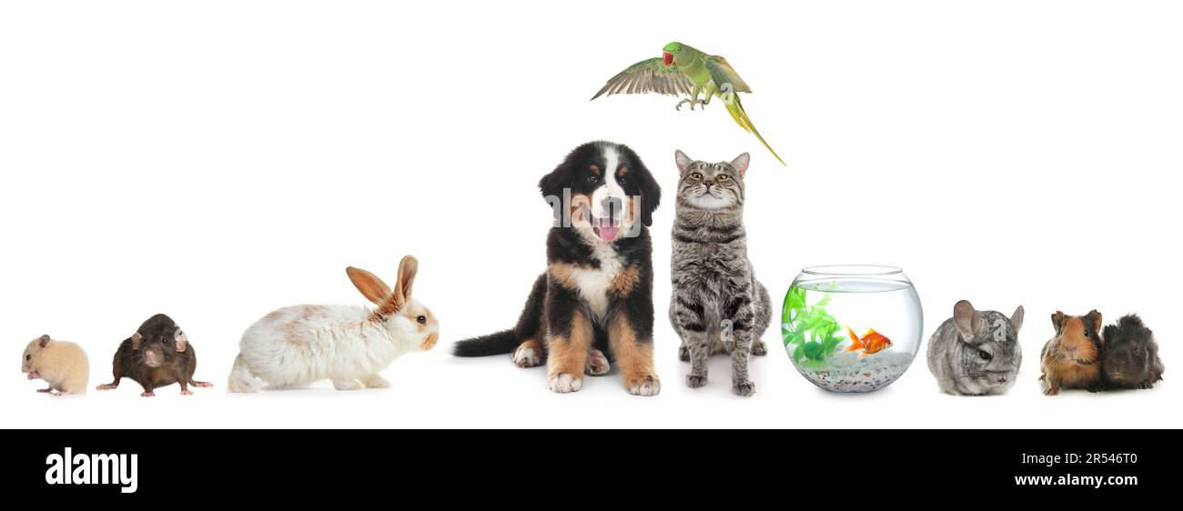 Group of different domestic animals on white background, collage Stock ...